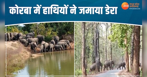 Korba herd 31 elephants frightened villagers forest department team ...