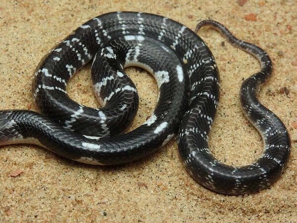 10 Golden rule to avoid snake bike in rural areas of India / दुआ-तावीज़ ...