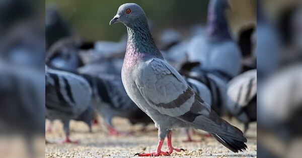 Pigeons can cause serious disease delhi boy develops fatal lung disease ...