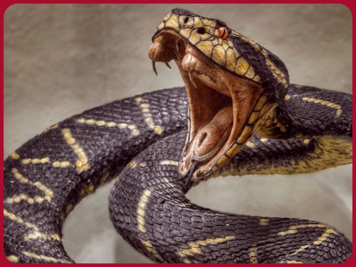 GK Humans afraid of naag raj snakes Big Fears of these 8 things know ...