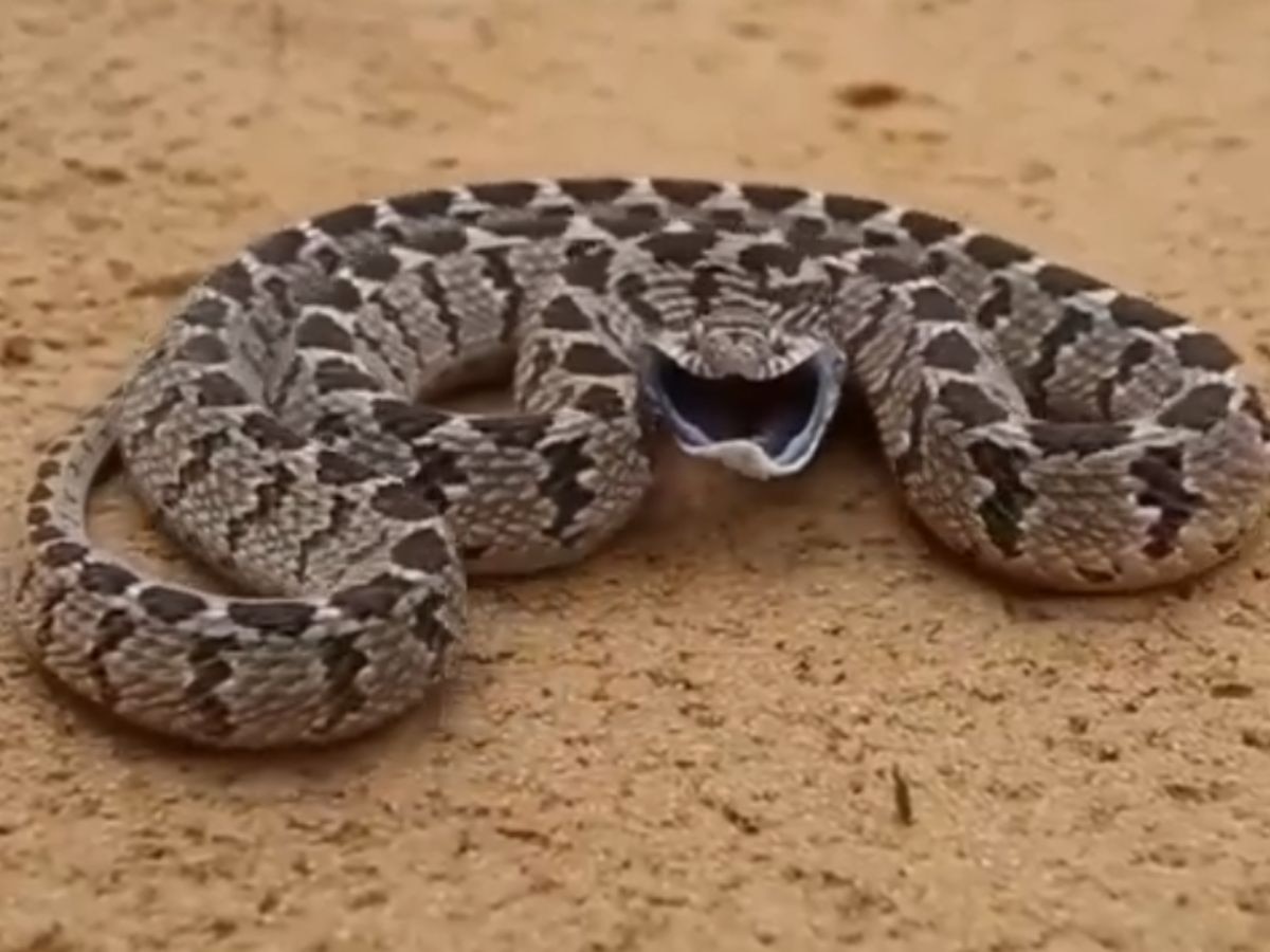 GK Humans afraid of naag raj snakes Big Fears of these 8 things know ...