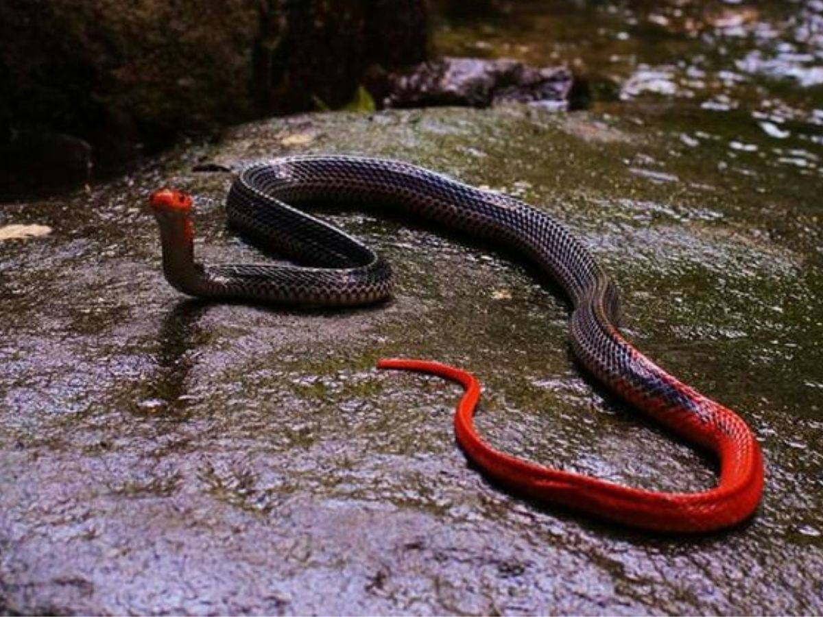 GK Humans afraid of naag raj snakes Big Fears of these 8 things know ...