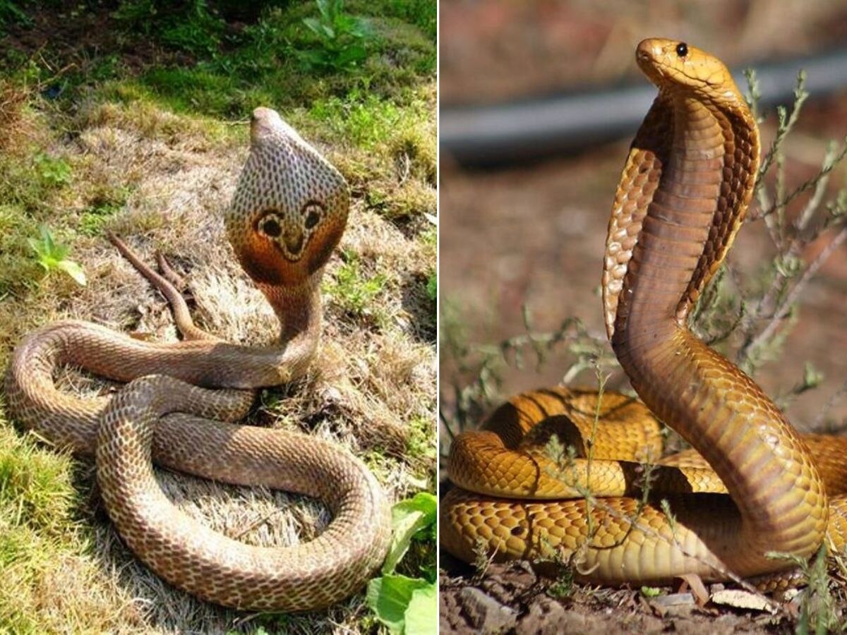 GK Humans afraid of naag raj snakes Big Fears of these 8 things know ...