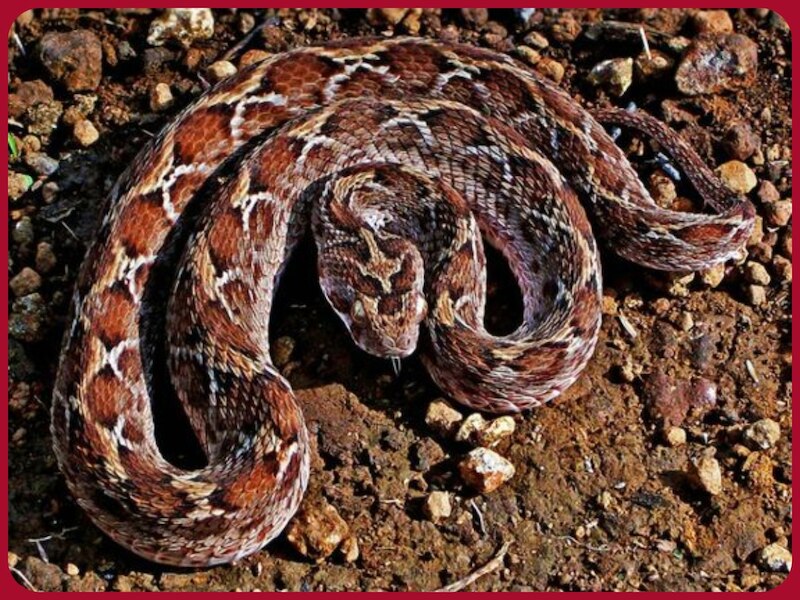 GK Humans afraid of naag raj snakes Big Fears of these 8 things know ...