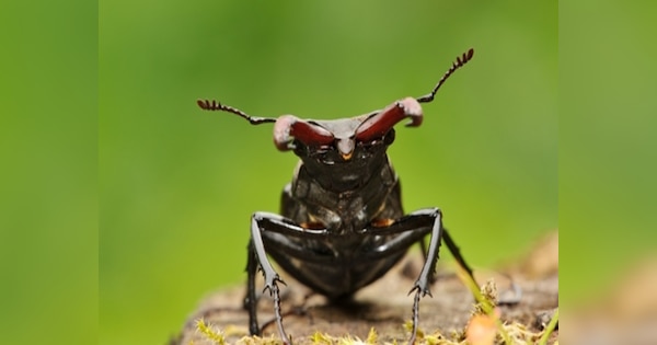 stag beetle world most expensive insect price will amaze you Wired ...