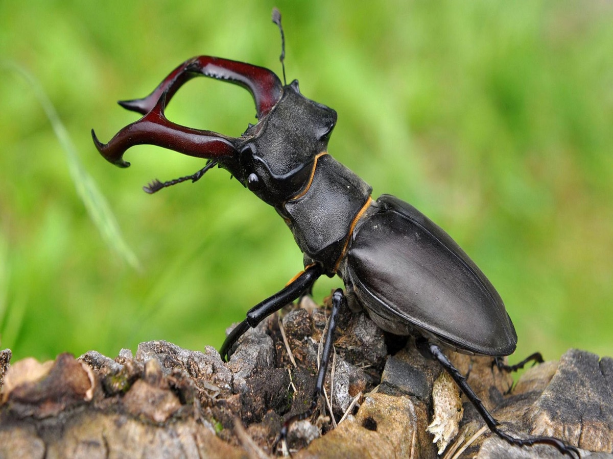 stag beetle world most expensive insect price will amaze you Wired ...