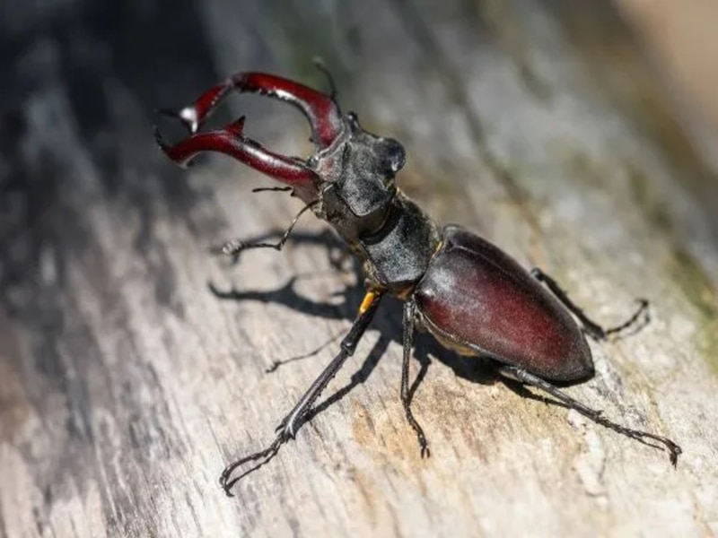 stag beetle world most expensive insect price will amaze you Wired ...