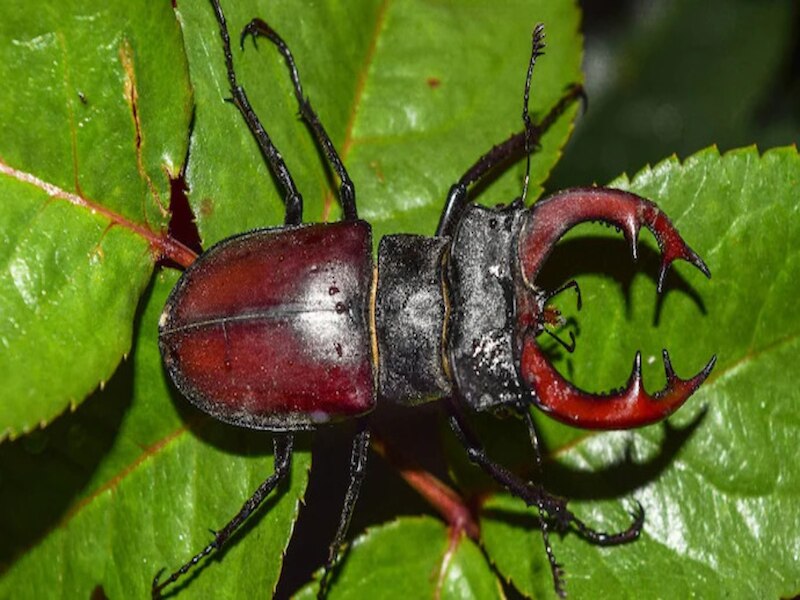 stag beetle world most expensive insect price will amaze you Wired ...