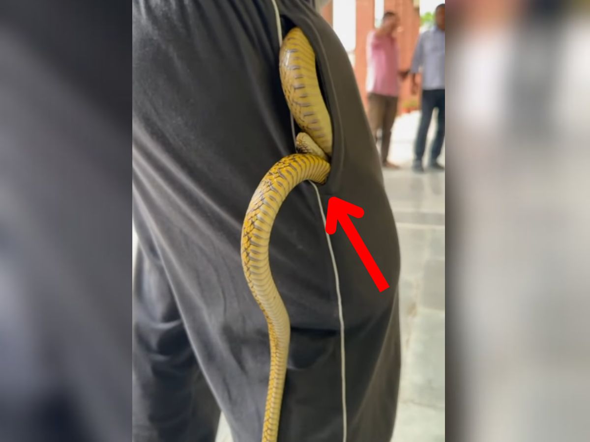 King Cobra Video dangerous snake entered man pants pocket | King Cobra ...