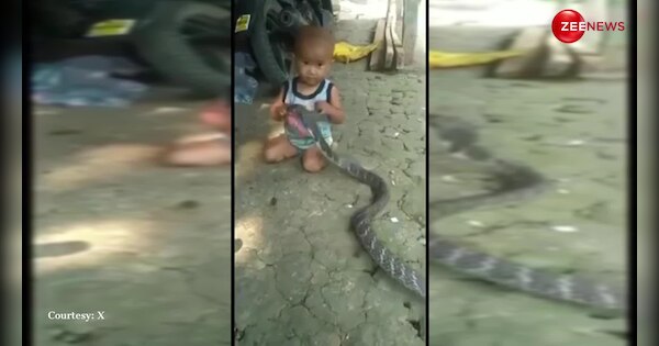 toddler handles a massive snake playing in real triggers panicked ...