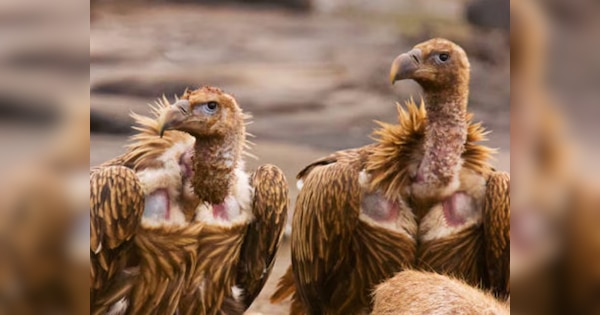 Vultures decreasing people dying shocking revelation in study report ...