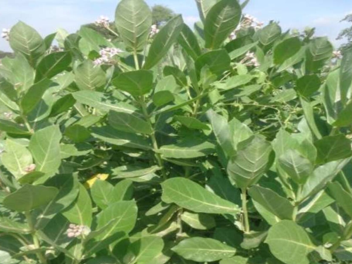 Sawan 2024 Benefits of Banana Anar Tulsi Plant astro jyotish tips in ...