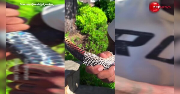 omg boy removes king cobra snake kechuli video went viral | जहरीले सांप ...