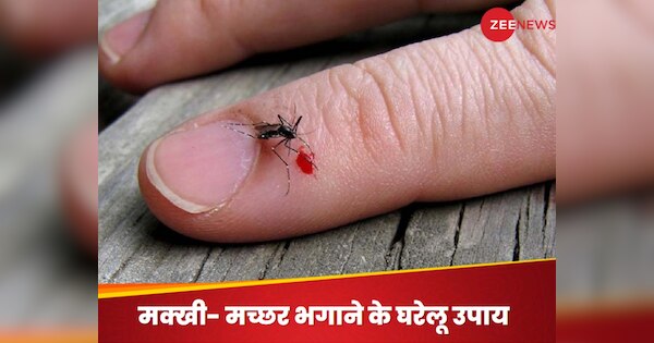 Monsoon Insects Removal Tips How to kill flies mosquitoes and ...