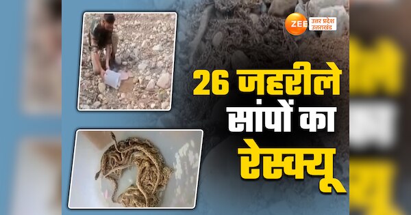 vikasnagar foret department rescue 26 Russell viper and safely left in ...