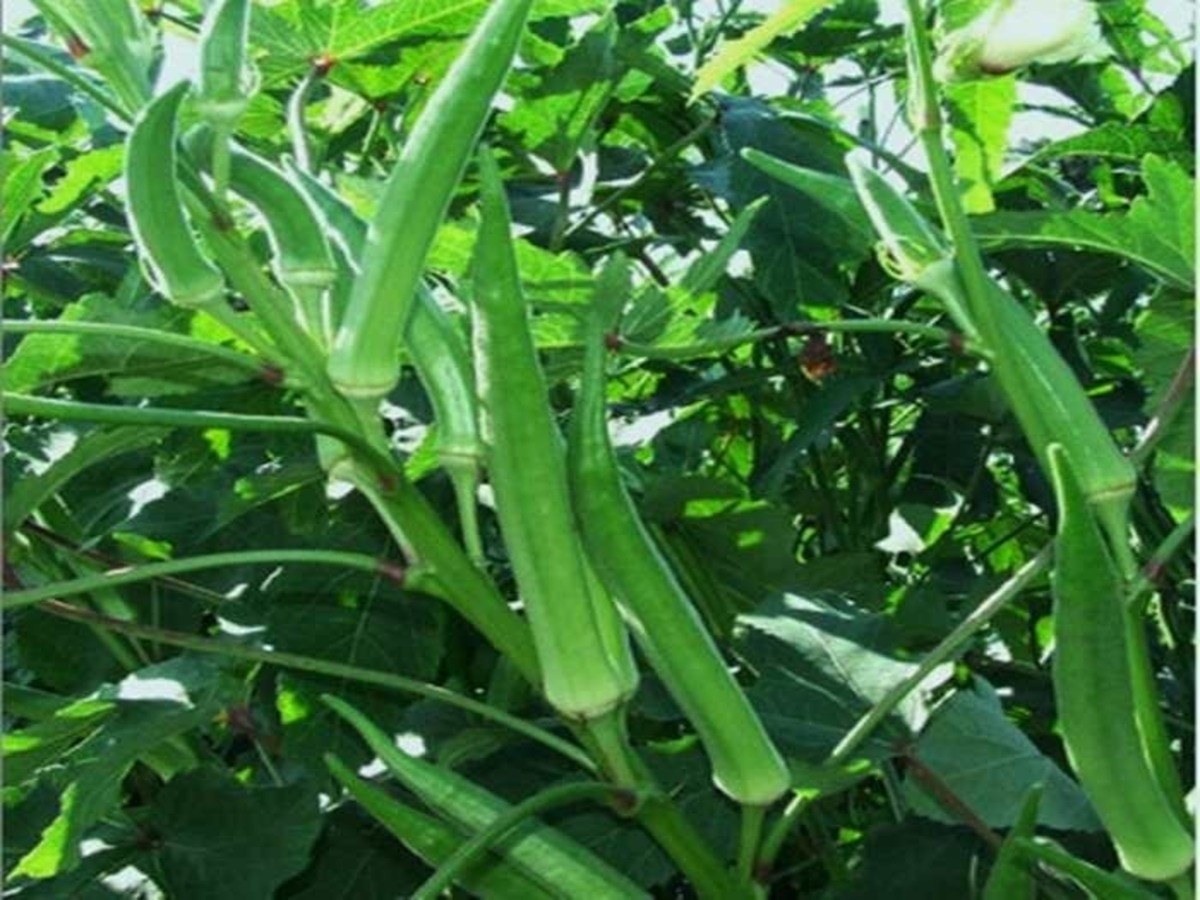 lady finger farming Know method of cultivation | Lady Finger Farming ...