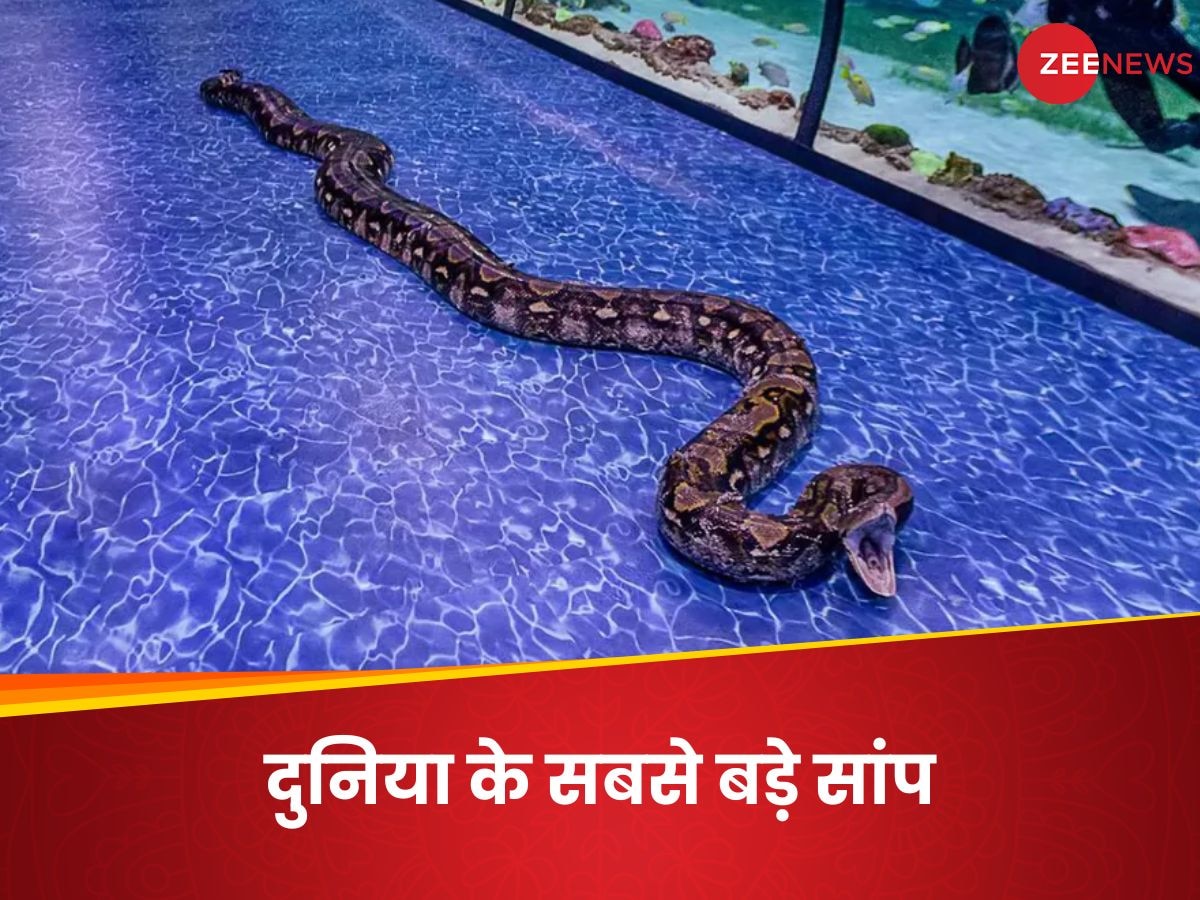 World Biggest Snakes: 5 Largest And Heaviest Snakes In The World ...