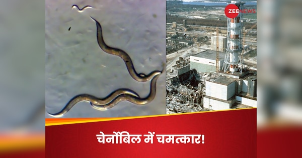 Chernobyl Disaster Survivors Worms Thrive In Dangerous Radiation ...
