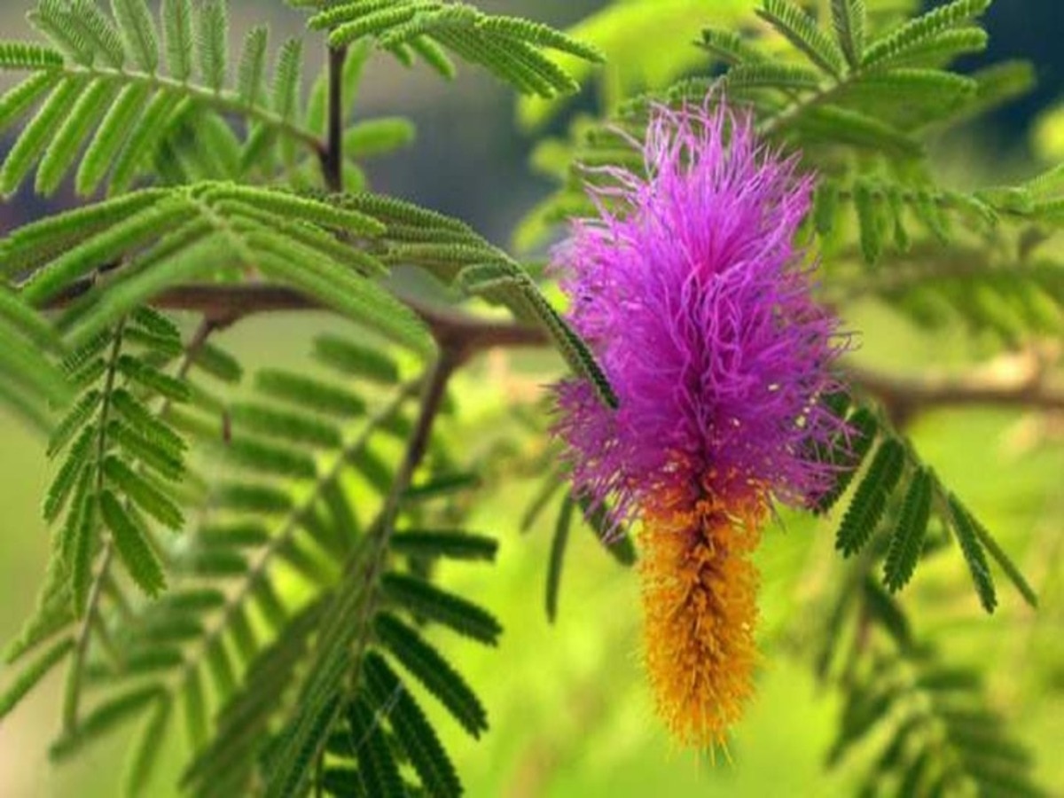 sawan 2024 bring one plant among of these to see miracle maa lakshmi ...