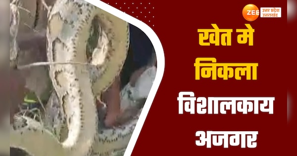 giant python seen in muzaffarnagar watch ajgar ka video | Python Video ...