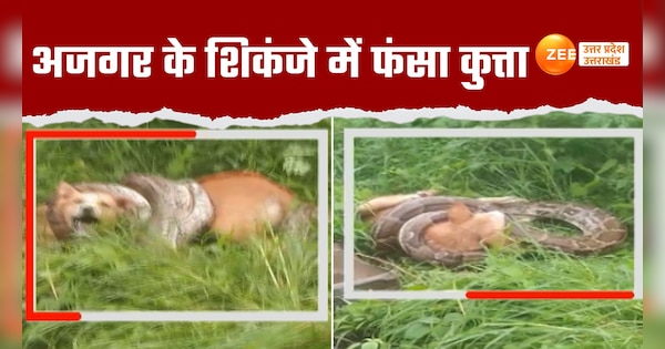 python pry on dog in saharanpur rescued by forest department team video ...