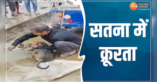 MP News Attempt to throw dogs into river in Satna saved by passersby ...