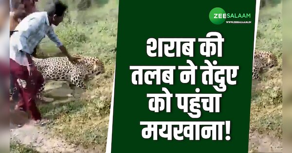 Leopard drunk lots of Alcohal in Chhattishgarh video viral | तेंदुए ने ...