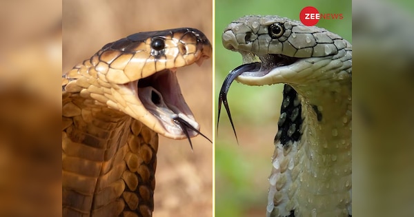 cobra and king cobra difference you must know | बारिश में घर घुस आए ...