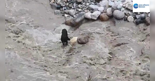 rampur dog video viral dog looking for its owner in rampur himachal ...