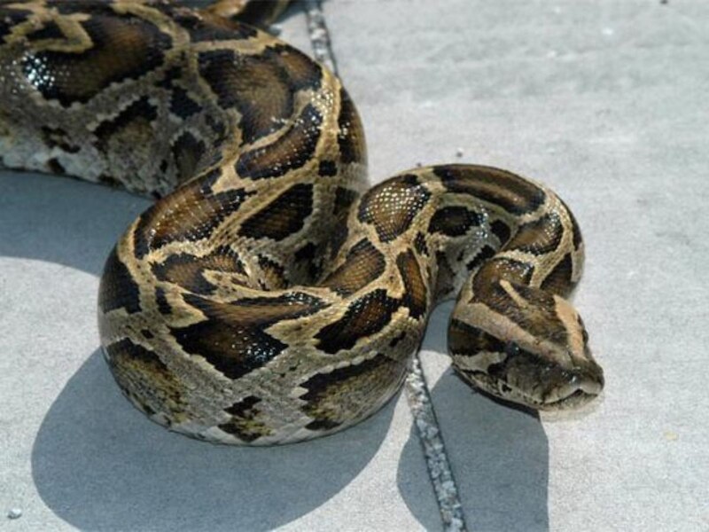 ये हैं दुनिया के सबसे बड़े और लम्बे सांप, इंसानों को निगलने में नहीं करते हैं संकोच | list of ...