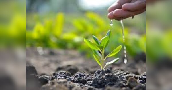 plantation started in Himachal Chamba under central govt One Tree in ...