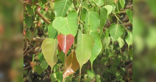 know how to remove peepla tree from house without dosh vastu tips for ...