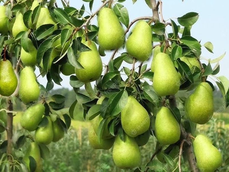 Which is better, Nashpati or Babugosha? What is the English name of ...