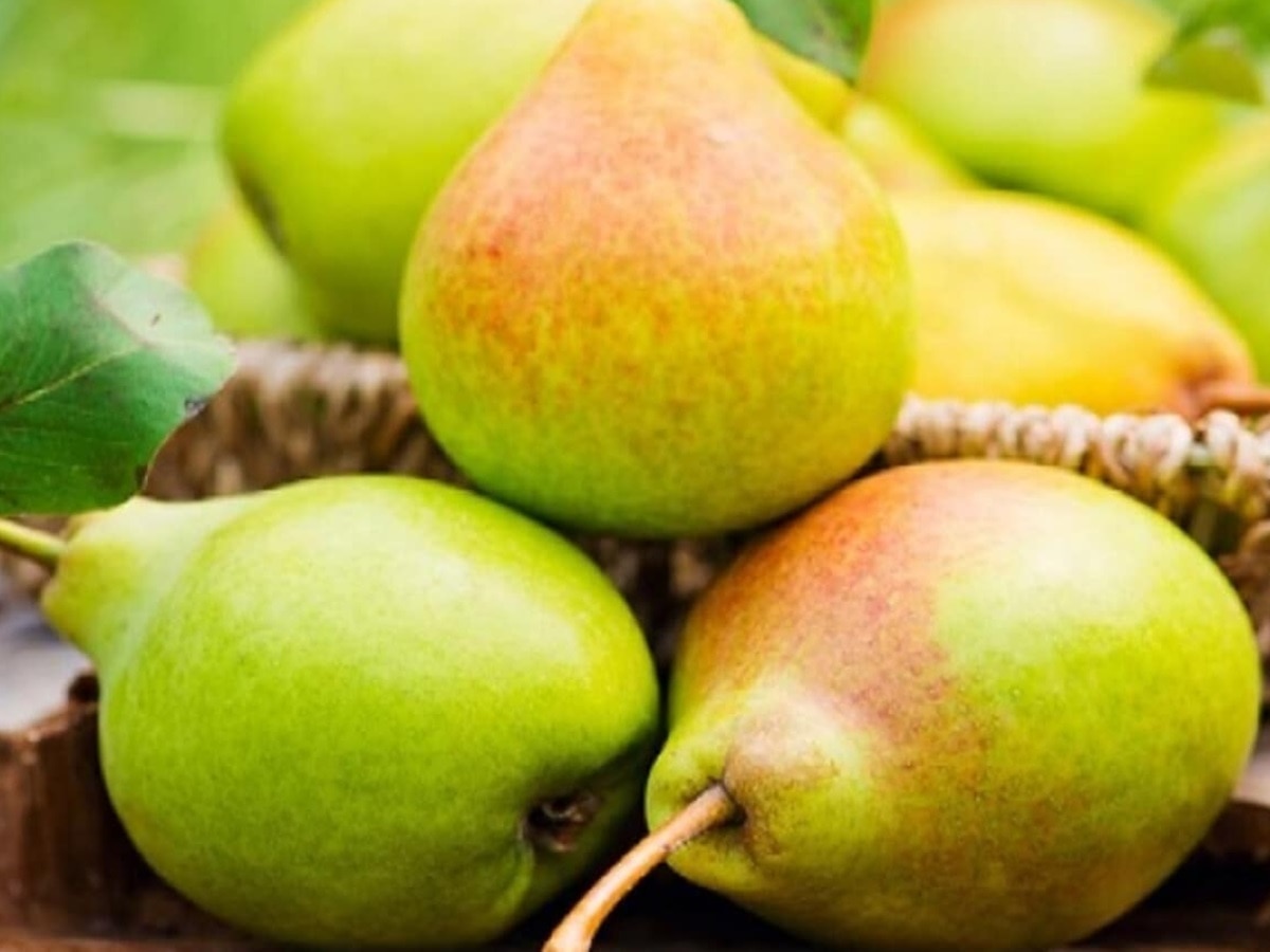 Which is better, Nashpati or Babugosha? What is the English name of ...