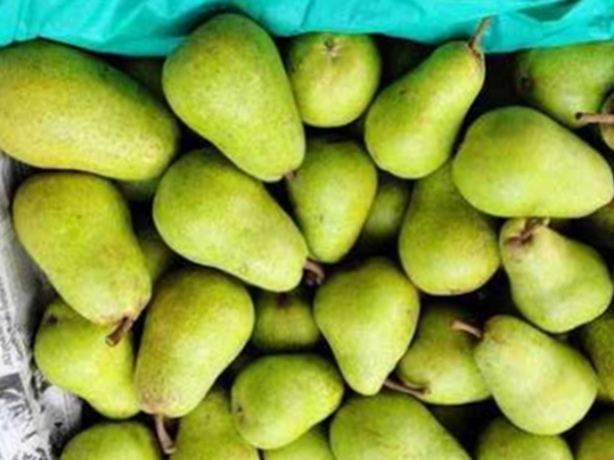 Which is better, Nashpati or Babugosha? What is the English name of ...