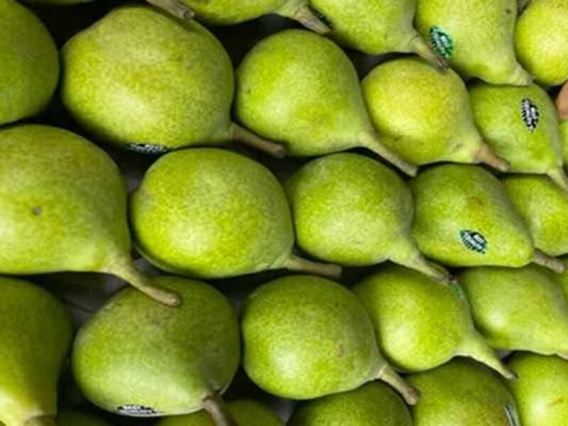 Which is better, Nashpati or Babugosha? What is the English name of ...