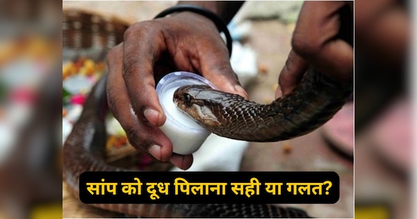 Naag Panchami 2024: saap ko dudh pilane ke nuksan should i feed milk to ...