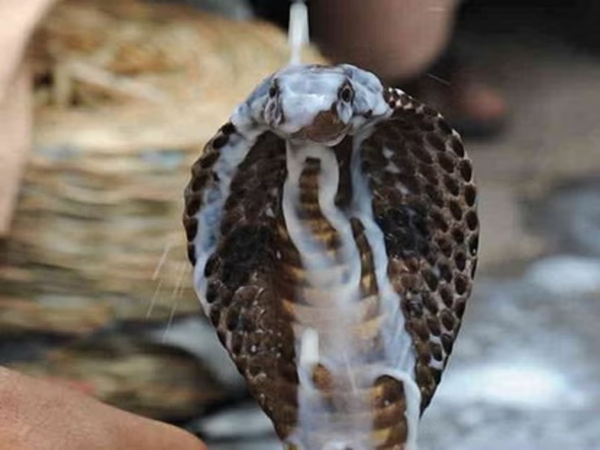 Hindu religious and spiritual benefits of offering milk on Shivling on ...