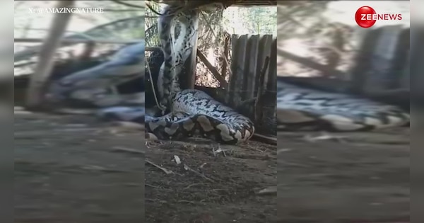 anaconda size python found in indian village seen struggling your heart ...
