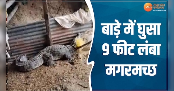 Neemuch Crocodile Rescue Operation magarmachchh entered the cattle ...