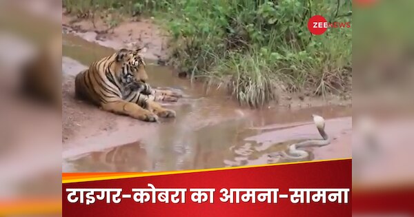 Watch video Tiger Cobra face off last second clip will shock you jungle ...