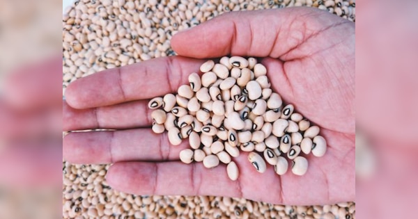 Health benefits of eating lobia dal black eyed beans | चिकन-अंडा नहीं ...