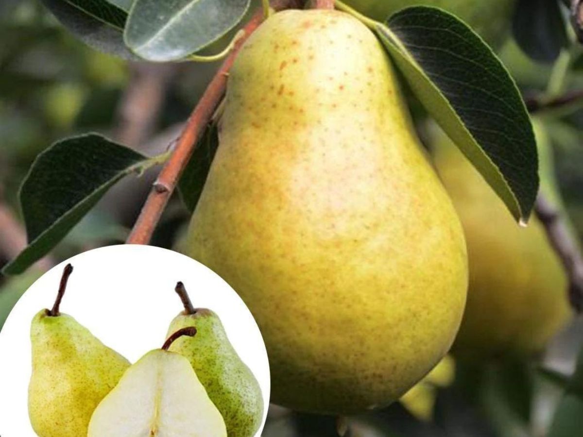 know the name of this tasty and sweet green fruit pear babu ghosh ...