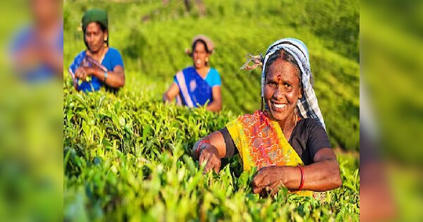 Good News Farmers become rich tea cultivation Bihar government giving ...