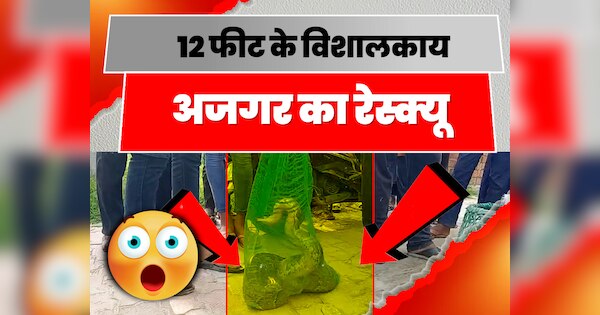 rescued of 12 feet long python video Villagers in Bettiah handed it to ...