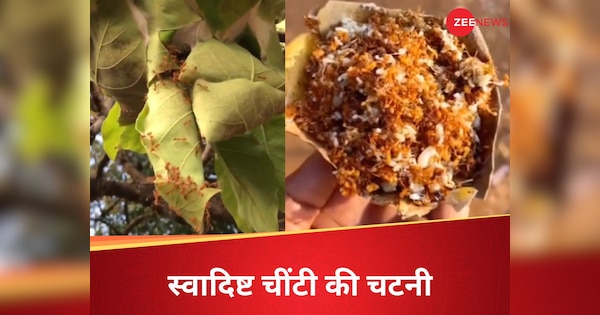 Red Ants Chutney Recipe Bastar Chhattisgarh Odisha Special Benefits ...
