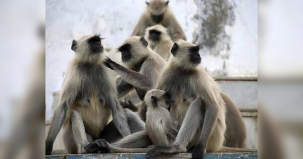 monkey squad will be formed in the state to reduce monkey oppression