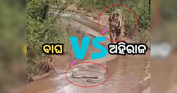 Cobra vs Tiger: ଘଞ୍ଚ ଜଙ୍ଗଲରେ ମୁହାଁମୁହିଁ ହେଲେ ବାଘ ଓ ଅହିରାଜ, ଦେଖନ୍ତୁ କିଏ ...
