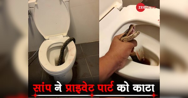 Snake Attack In Toilet | Python Attack on private part | Snake attack ...