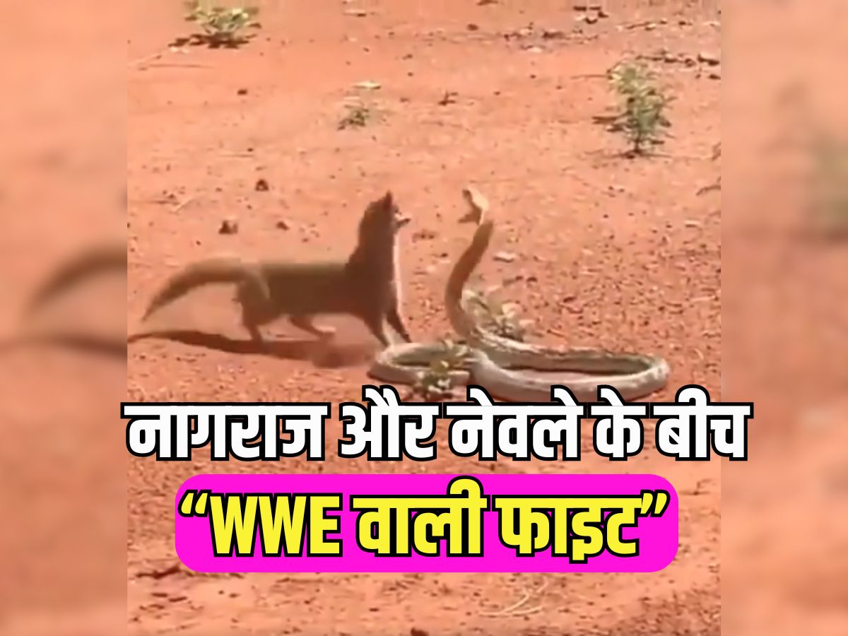 Viral Video Cobra and mongoose fought in WWE Undertaker style | Cobra ...